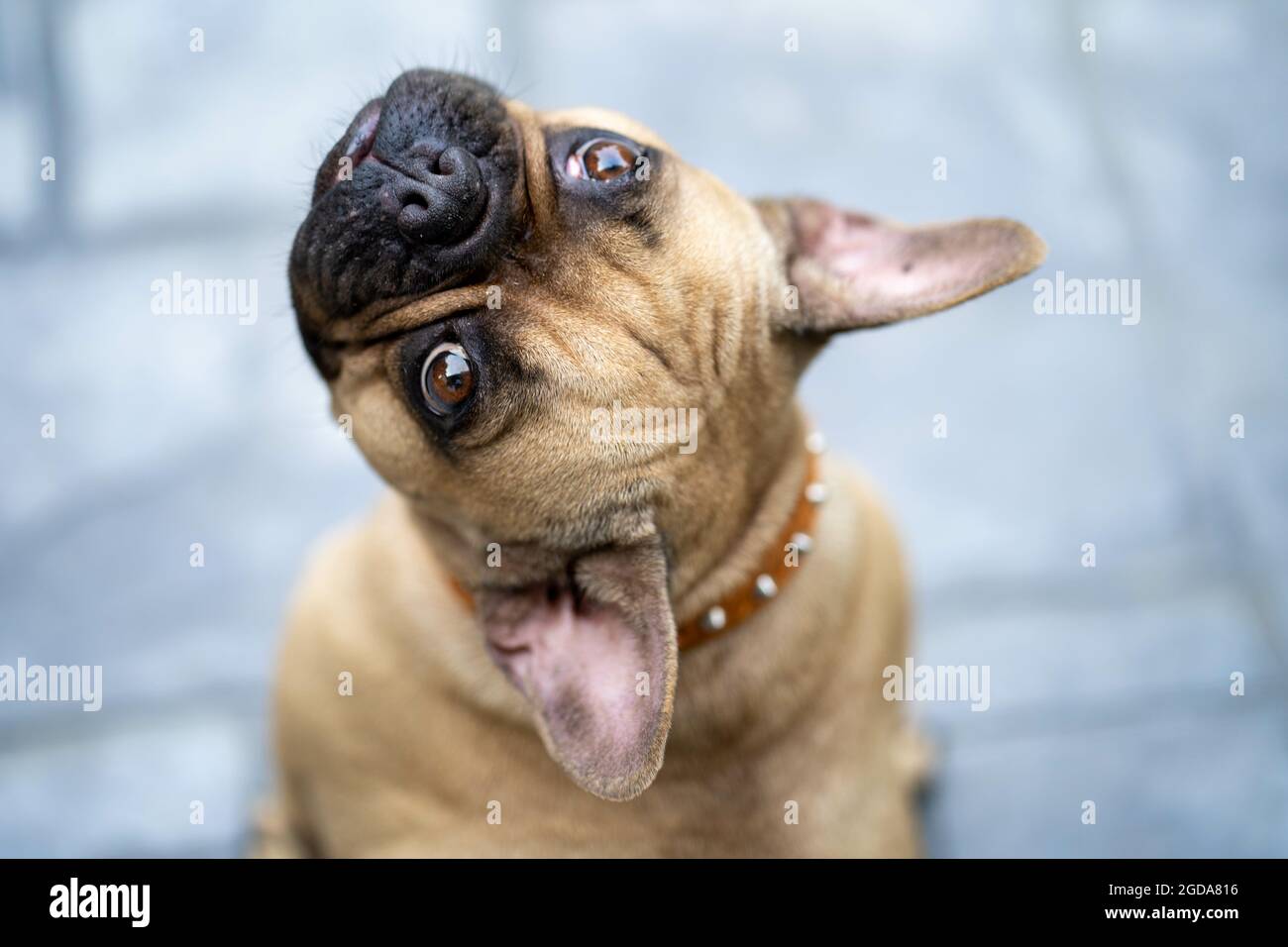 Closeup of a fawn French bulldog looking up Stock Photo - Alamy
