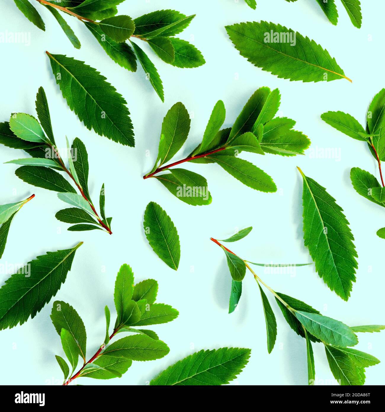 Bright green twigs with leaves on a light blue background Stock Photo ...