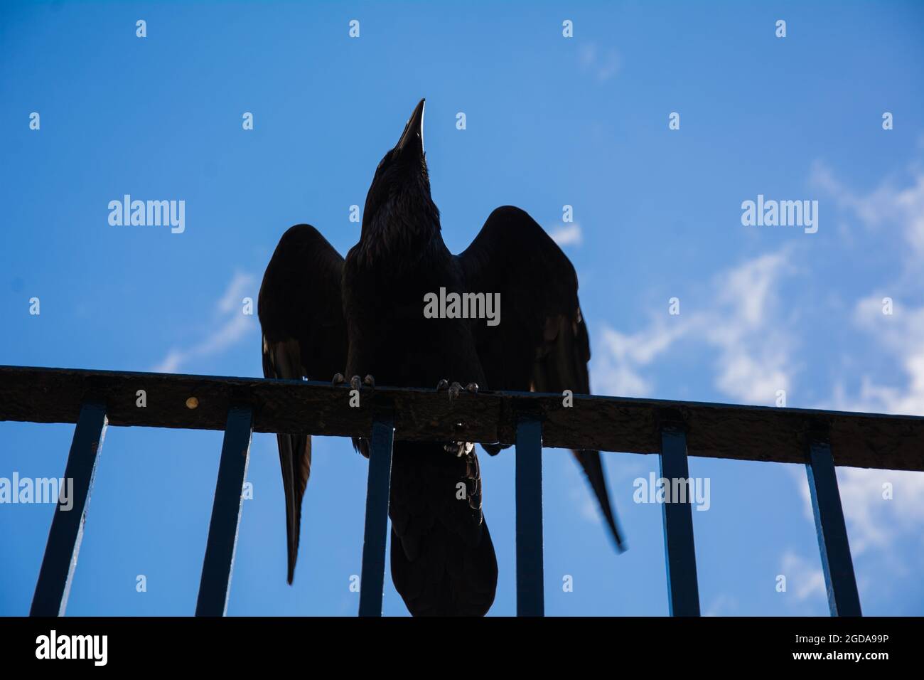 low angle shot of a silhouette of a bird with its beak wide open under ...
