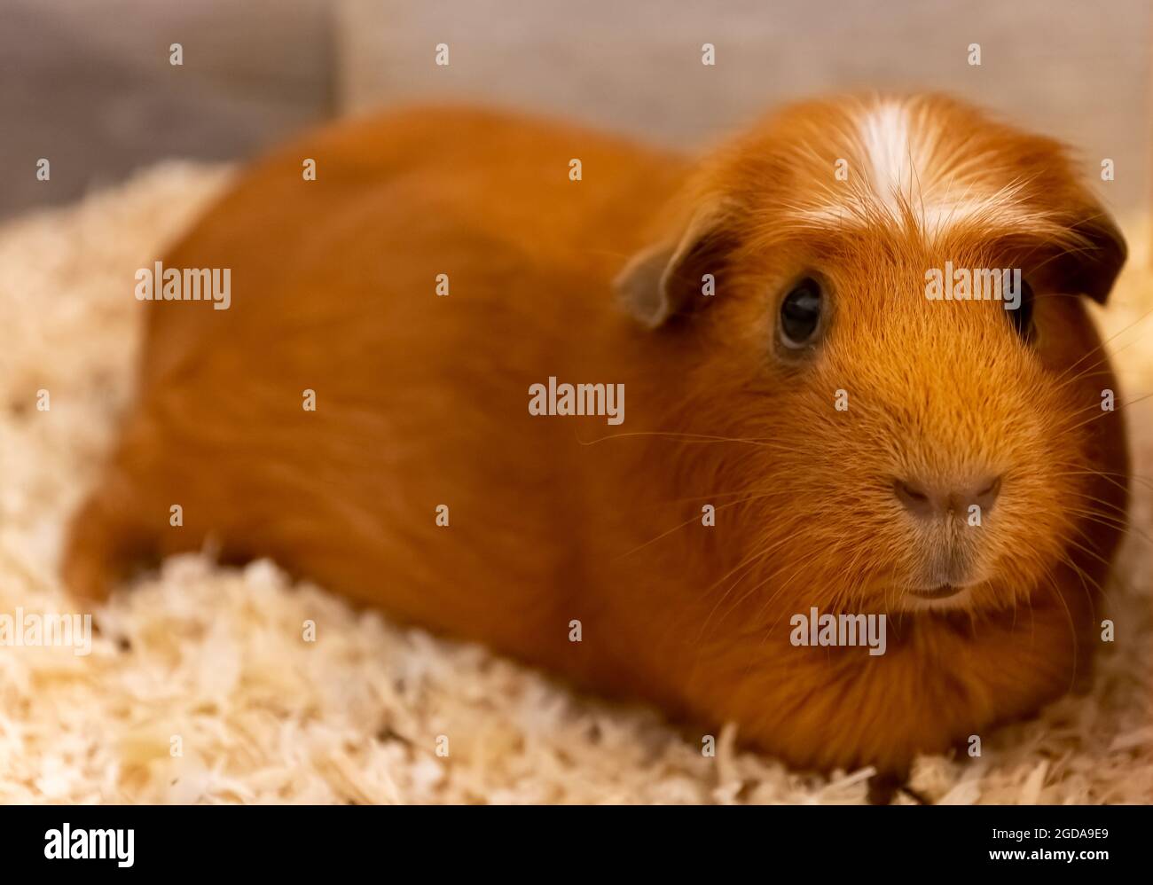 Cute adorable brown Guinea pig Stock Photo - Alamy