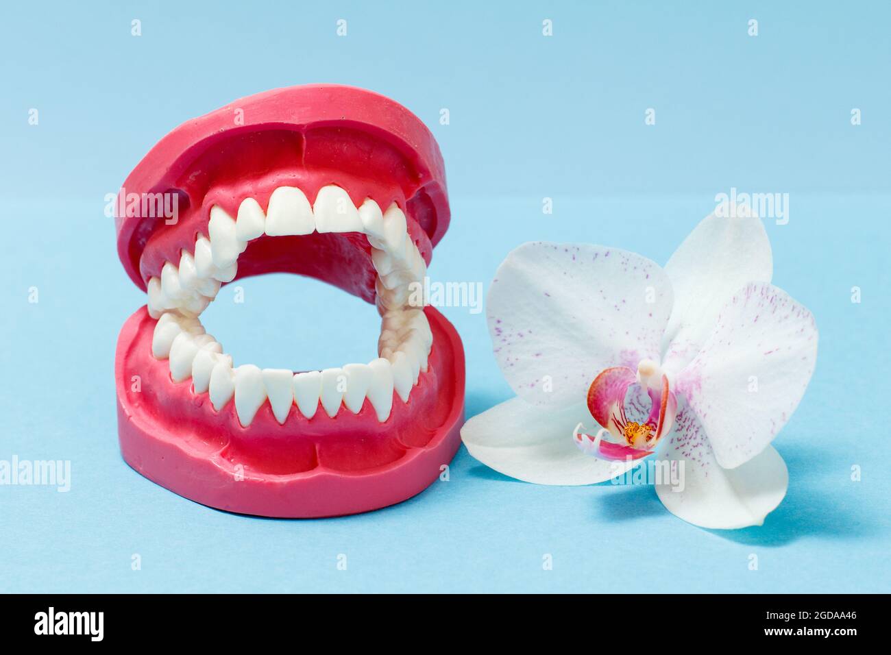 Layout of the human jaw and an orchid flower on the blue background ...