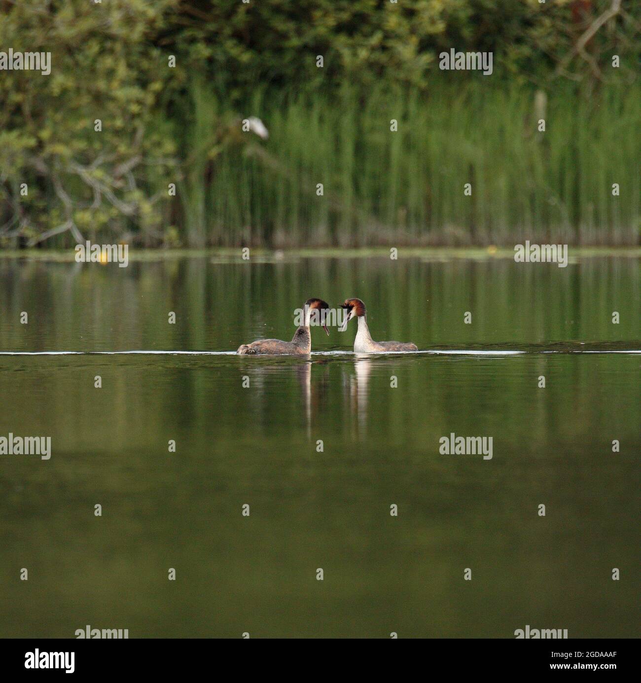 Great Crested Grebe courtship display Stock Photo - Alamy