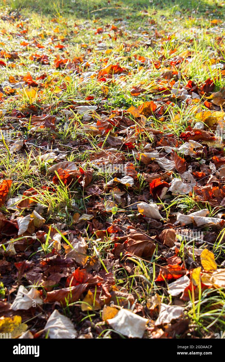 Autumn leaves texture for background. leaf background texture Stock ...