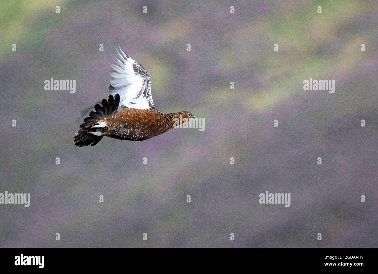 Roxburghe estate hi-res stock photography and images - Alamy