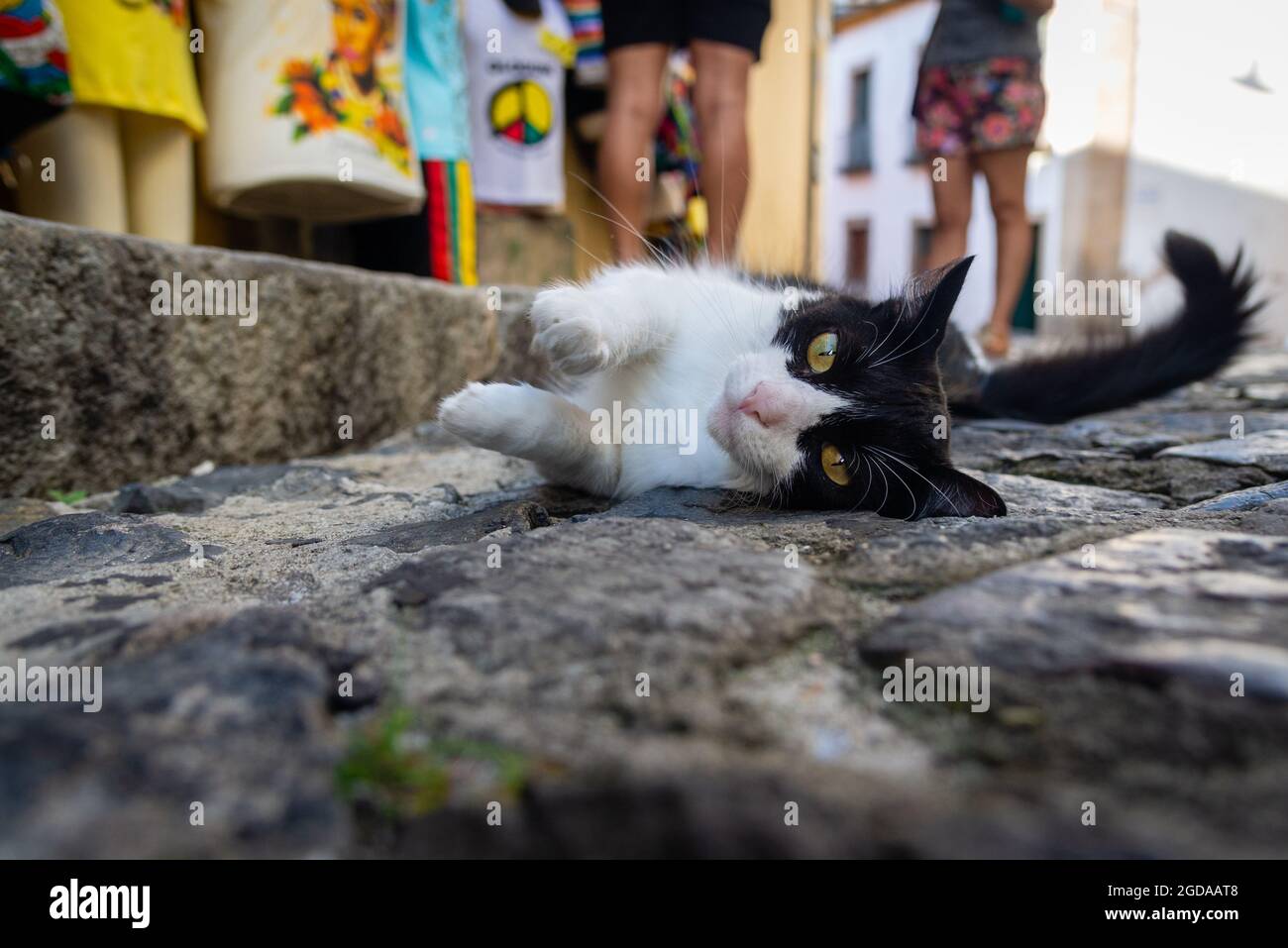 Docile and beautiful black and white cat, posing for the photo on the cobblestone streets of ...