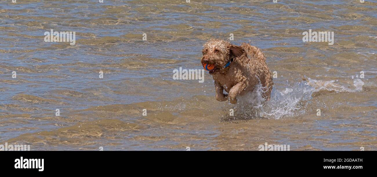 A panoramic image of a Cockapoo dog running out of the sea with a ball ...