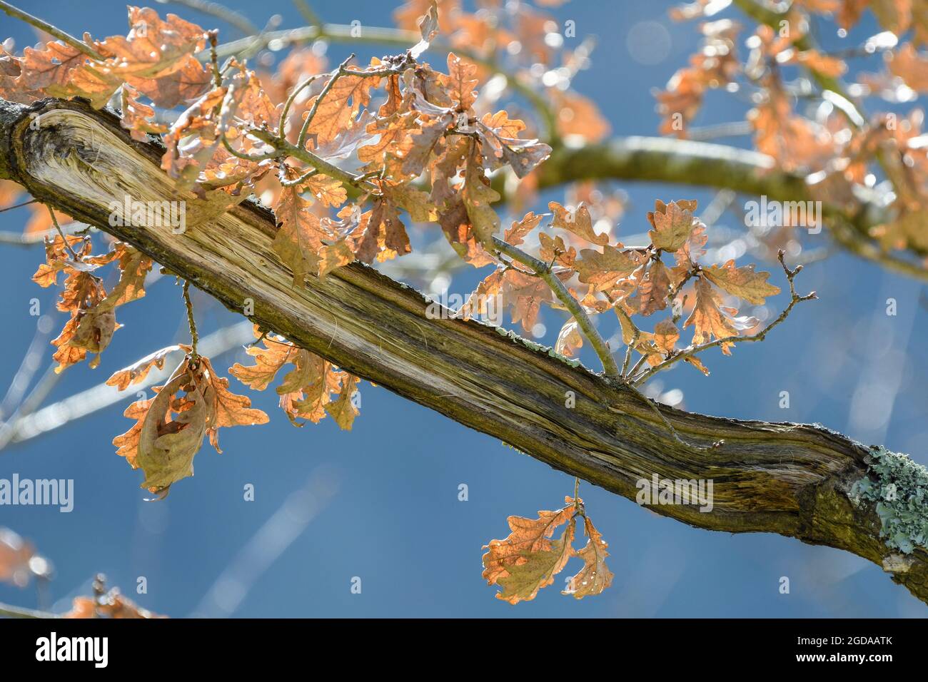 Oak branch with dry autumn leaves Stock Photo - Alamy