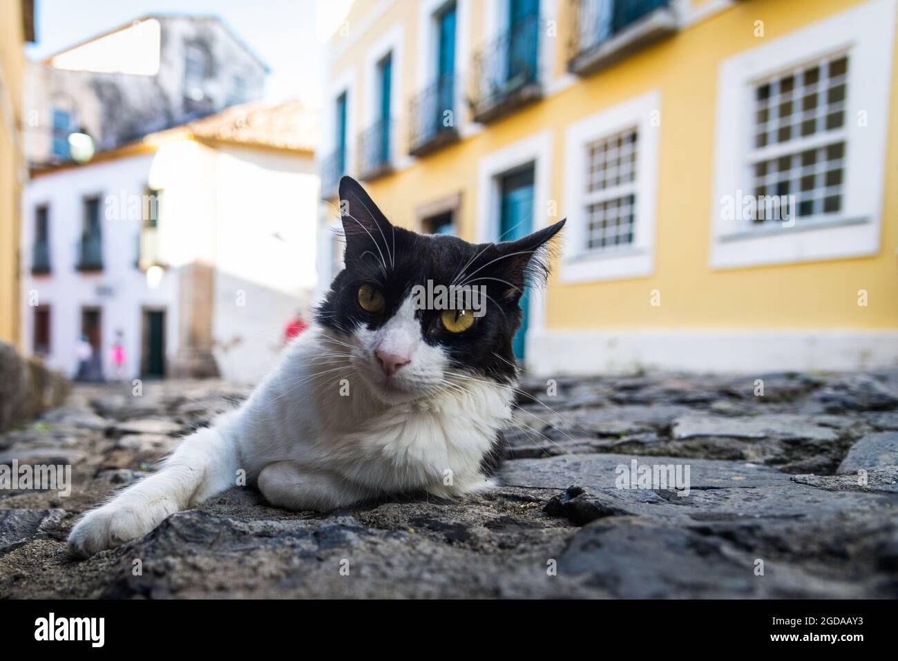 Docile and beautiful black and white cat, posing for the photo on the cobblestone streets of ...