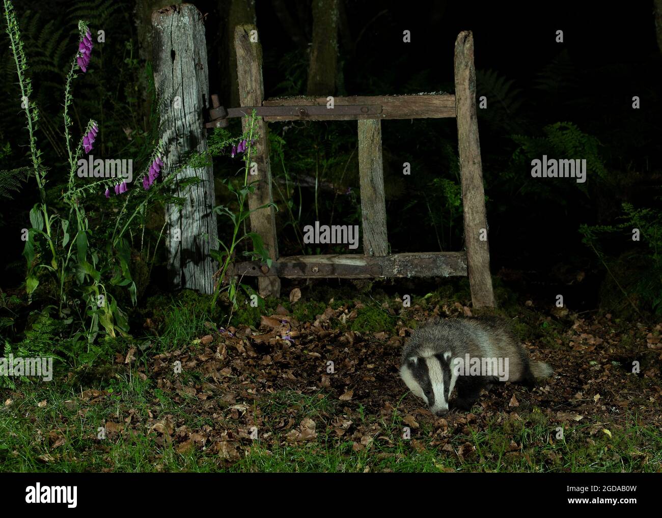 Badger (Meles meles), adult foraging around a woodland gate, Dumfries ...