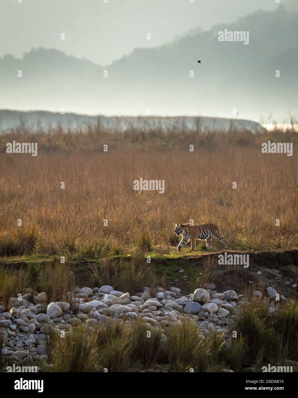 wild royal bengal tiger walking in backlight with scenic landscape ...