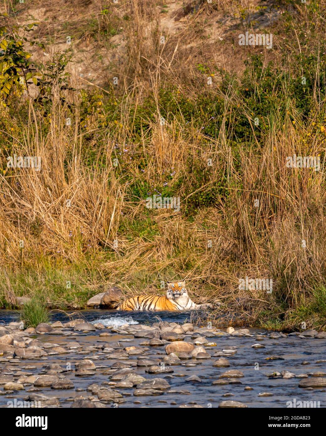 wild royal bengal tiger in ramganga river water in wildlife safari at ...