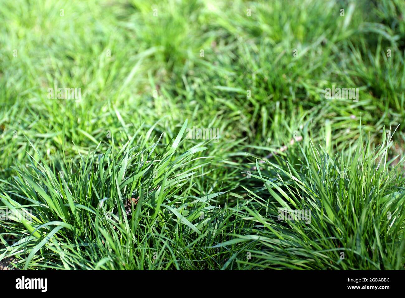 Spring green grass background Stock Photo - Alamy