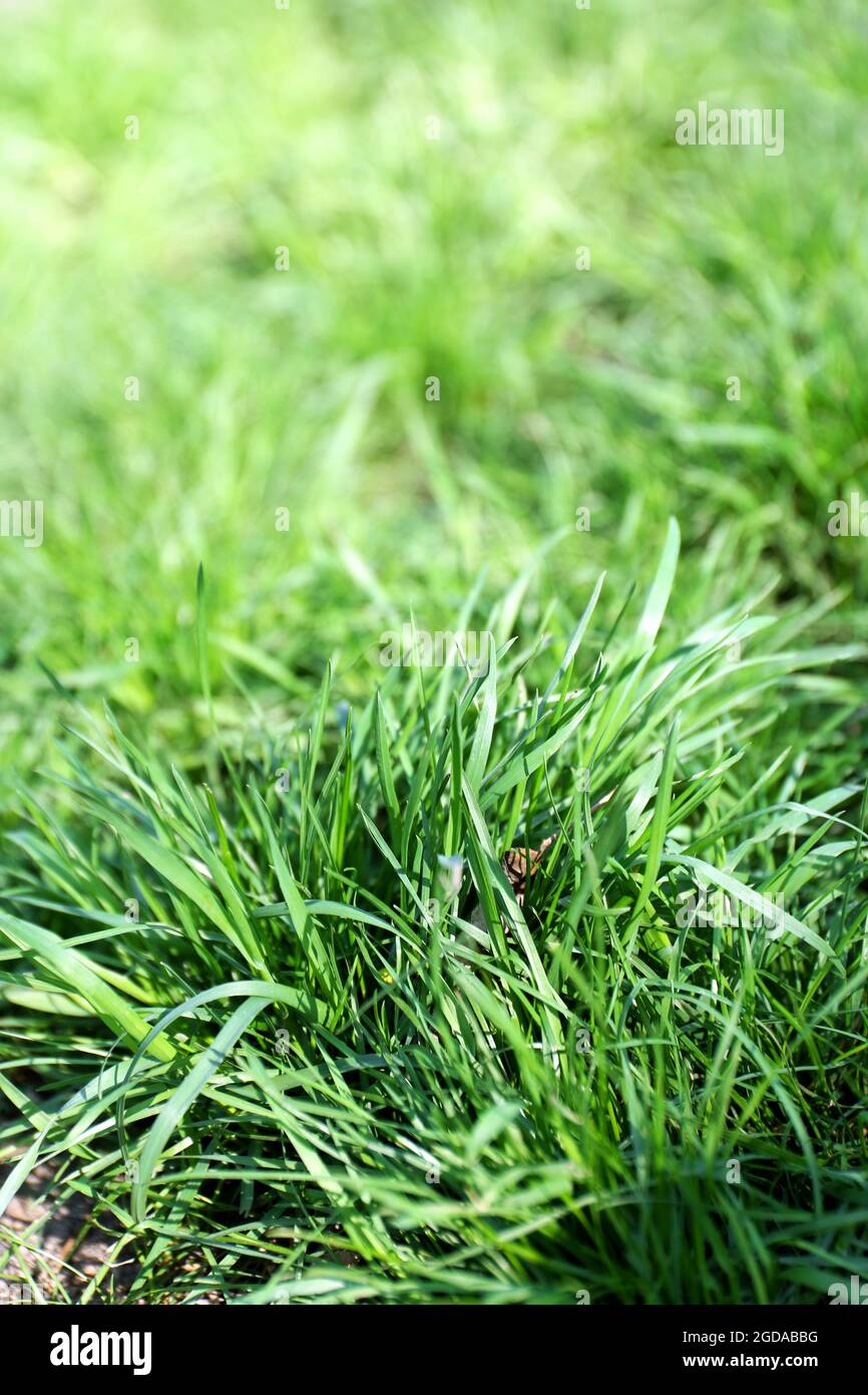 Spring green grass background Stock Photo - Alamy