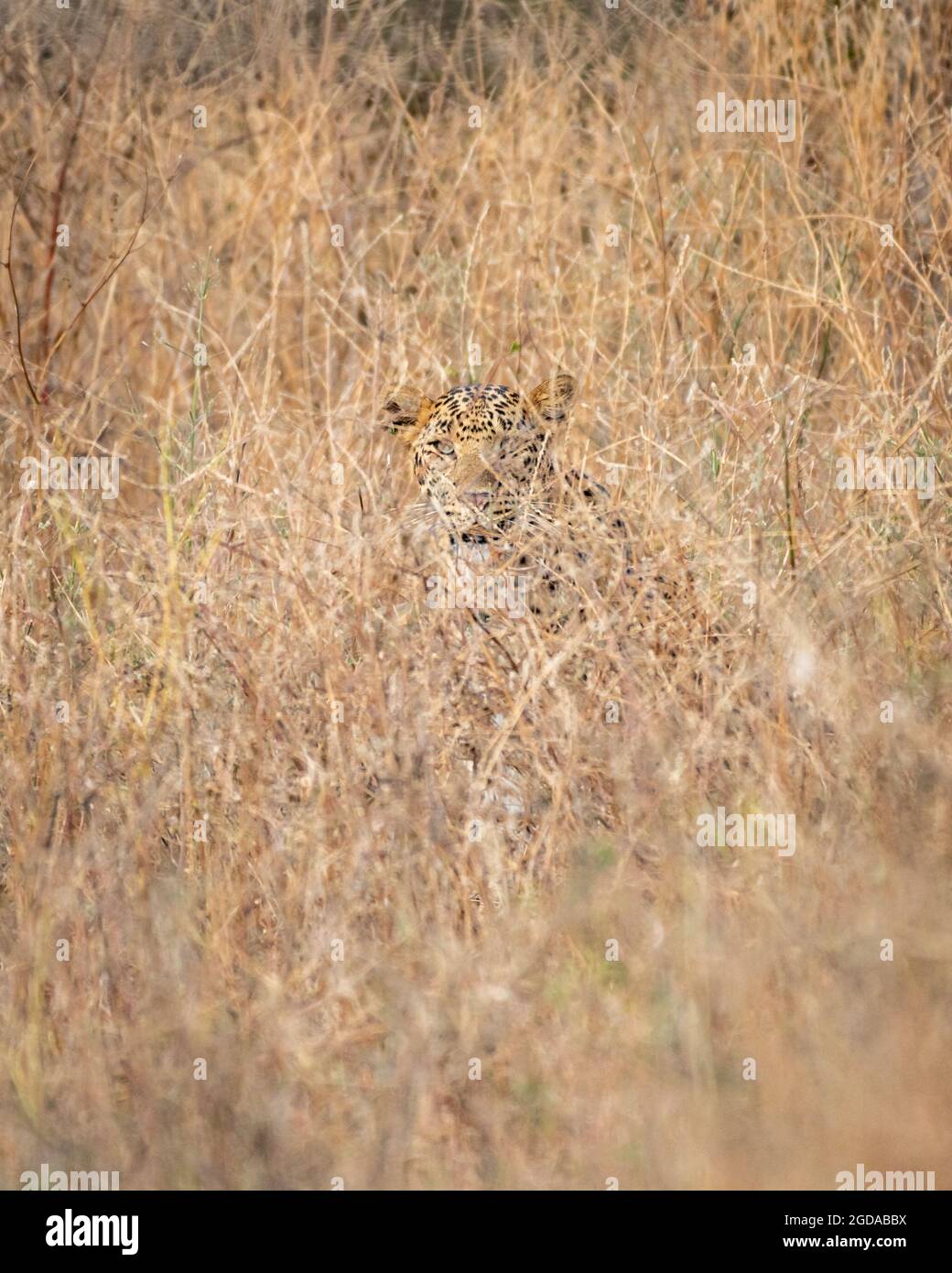 Leopard Camouflage