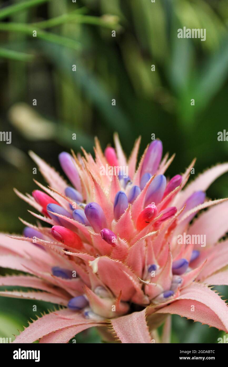 Bright and colorful pink bromeliad flower in full bloom while growing ...