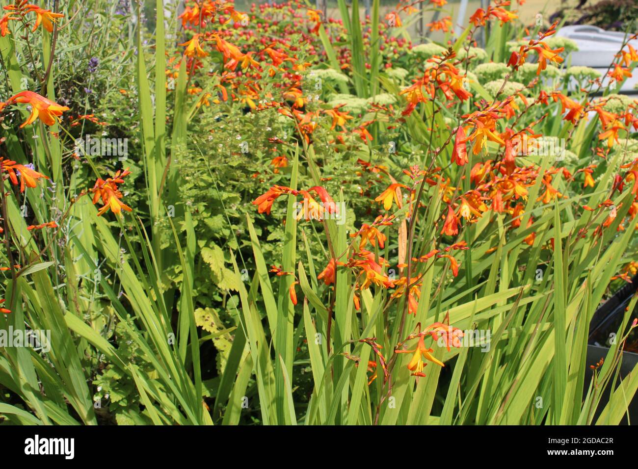 Montbretia invasive hi-res stock photography and images - Alamy