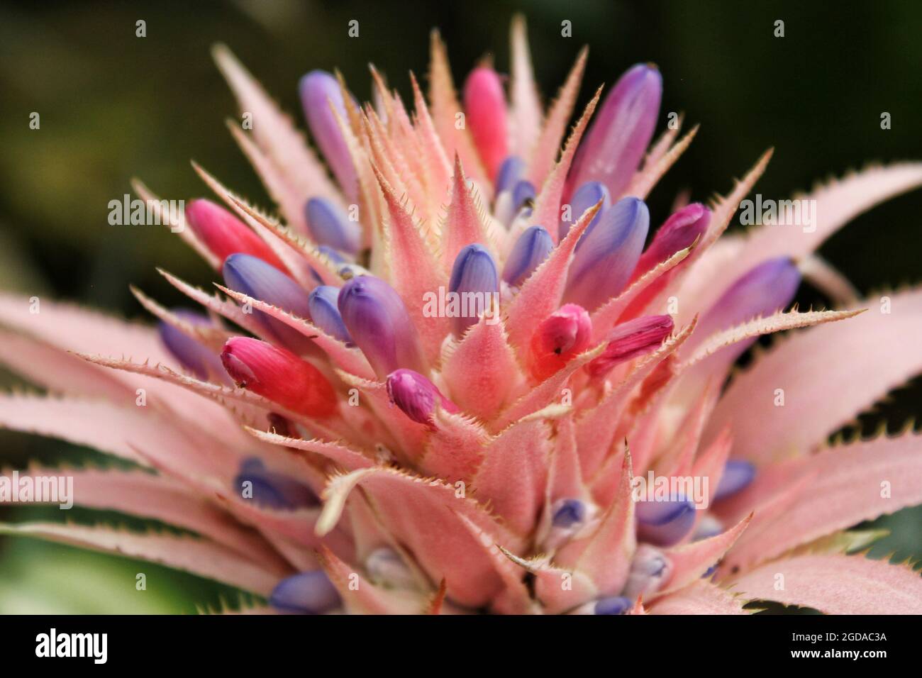 Bright and colorful pink bromeliad flower in full bloom while growing ...