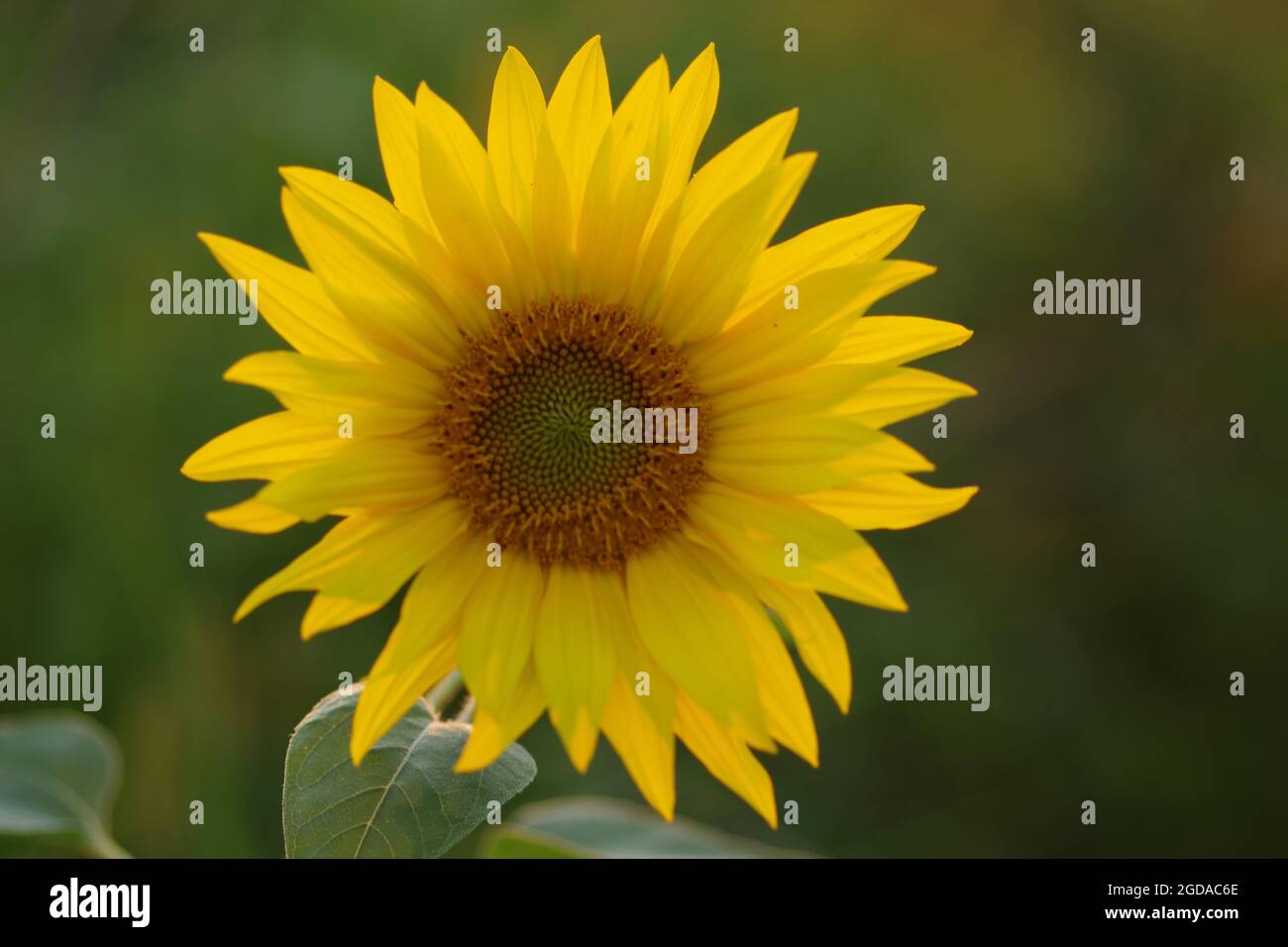 Radiant sunflower hi-res stock photography and images - Alamy