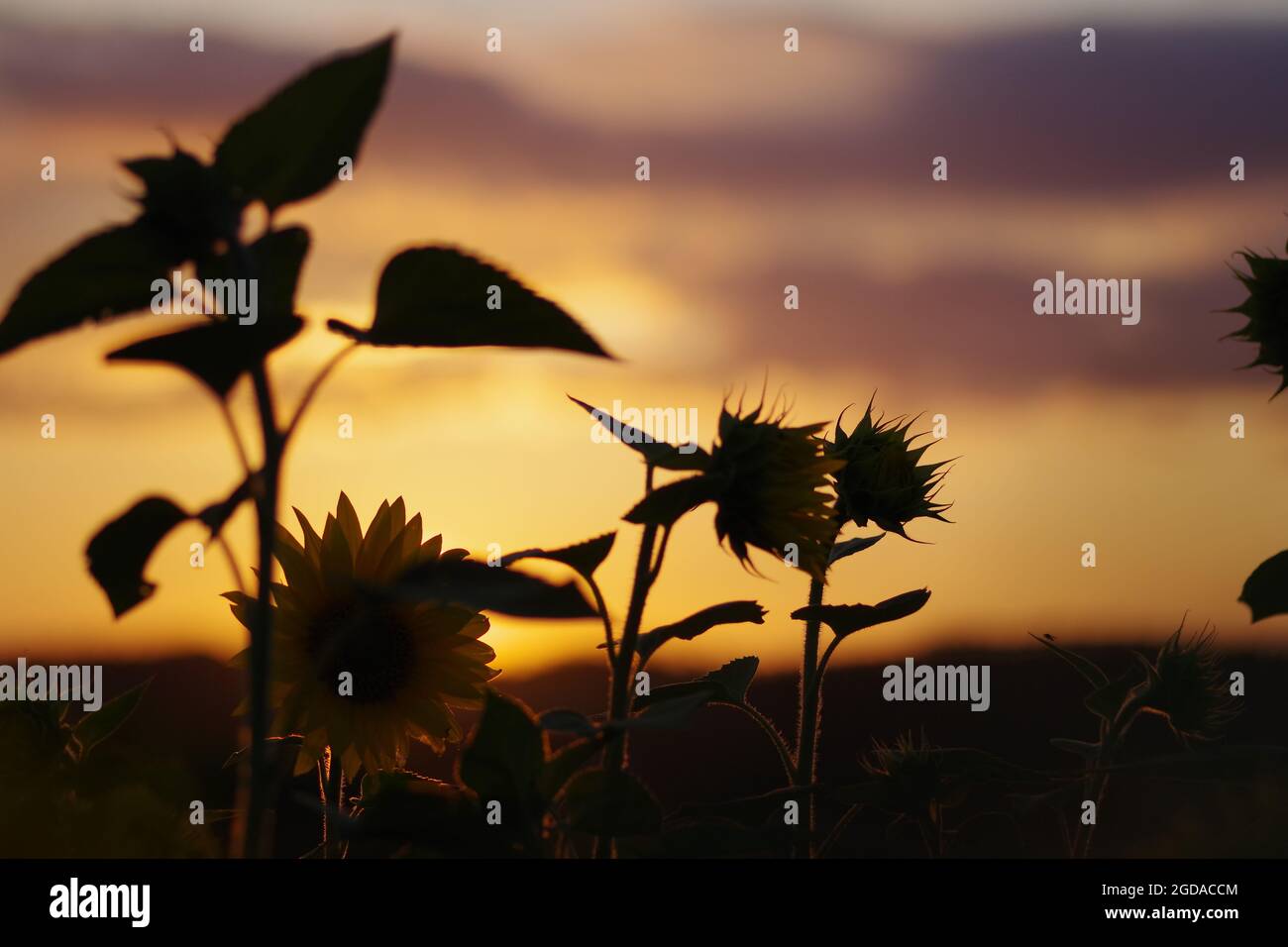 A sunset with the sun blocked out with plants and sunflowers ...