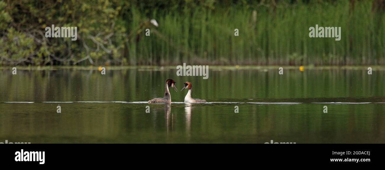 Great Crested Grebe courtship display Stock Photo - Alamy