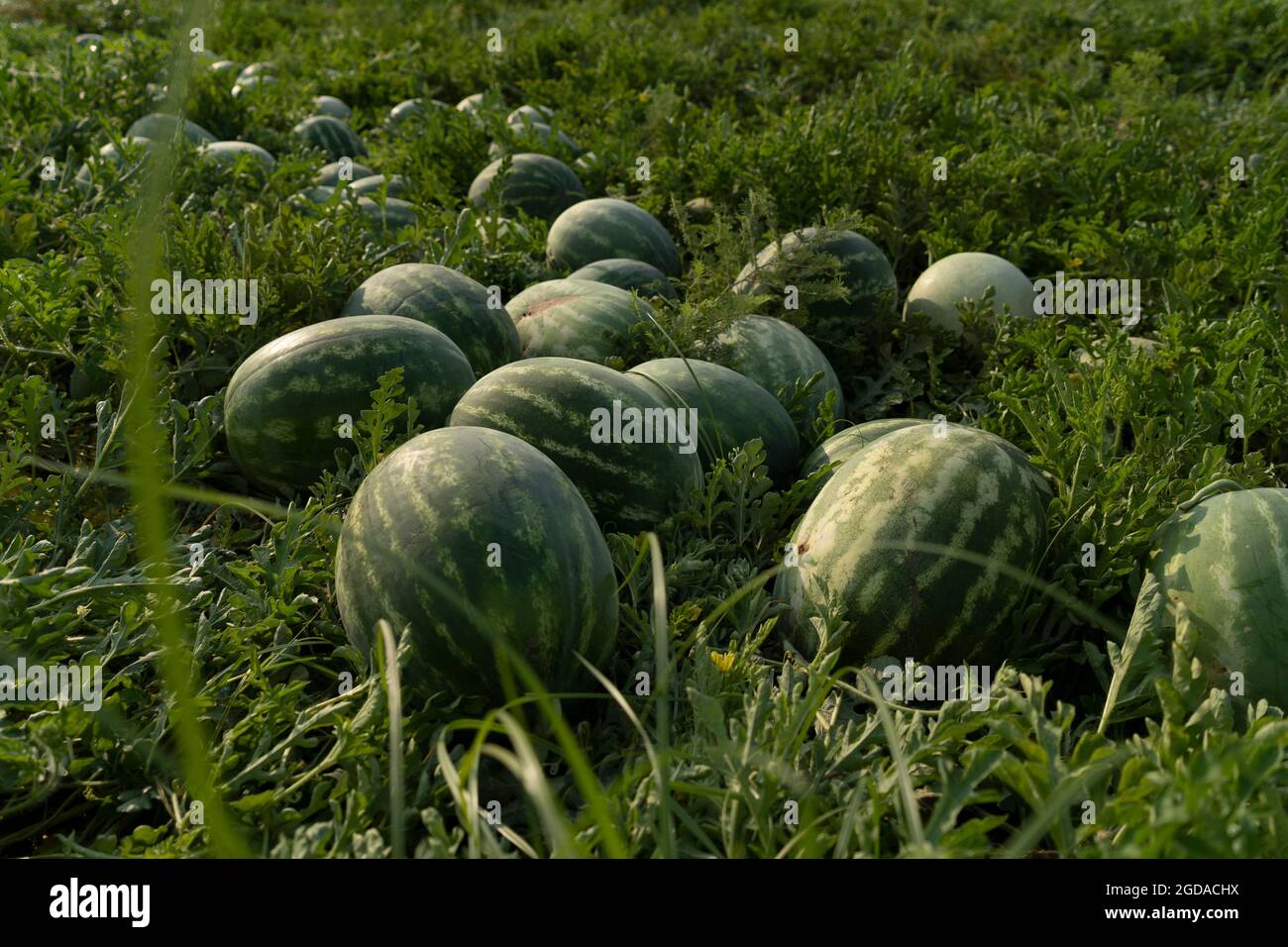 Collect watermelons in the field Stock Photo - Alamy