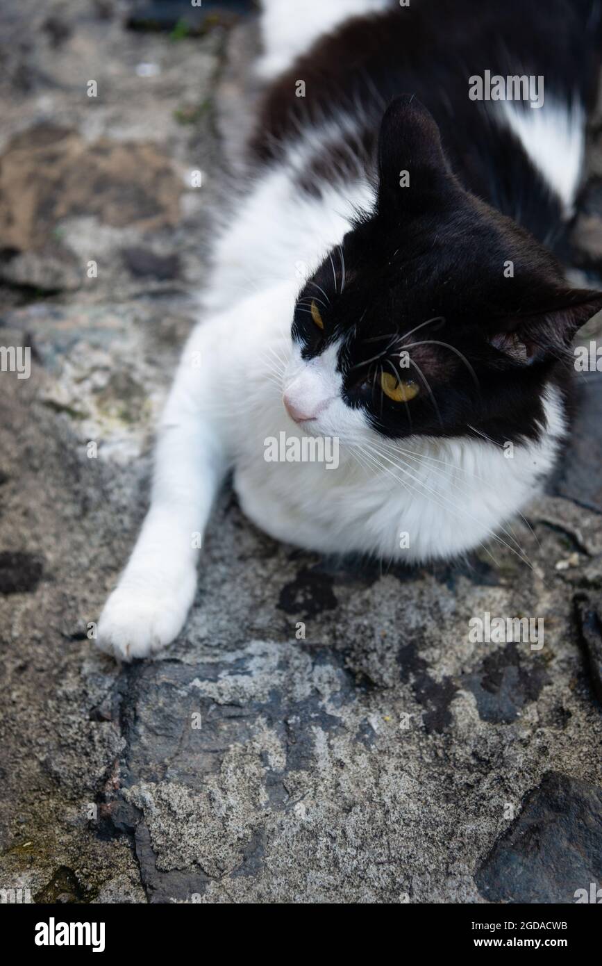 Docile and beautiful black and white cat, posing for the photo on the cobblestone streets of ...