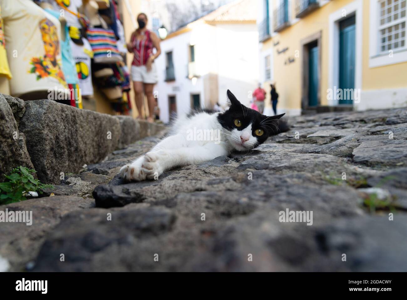 Docile and beautiful black and white cat, posing for the photo on the cobblestone streets of ...