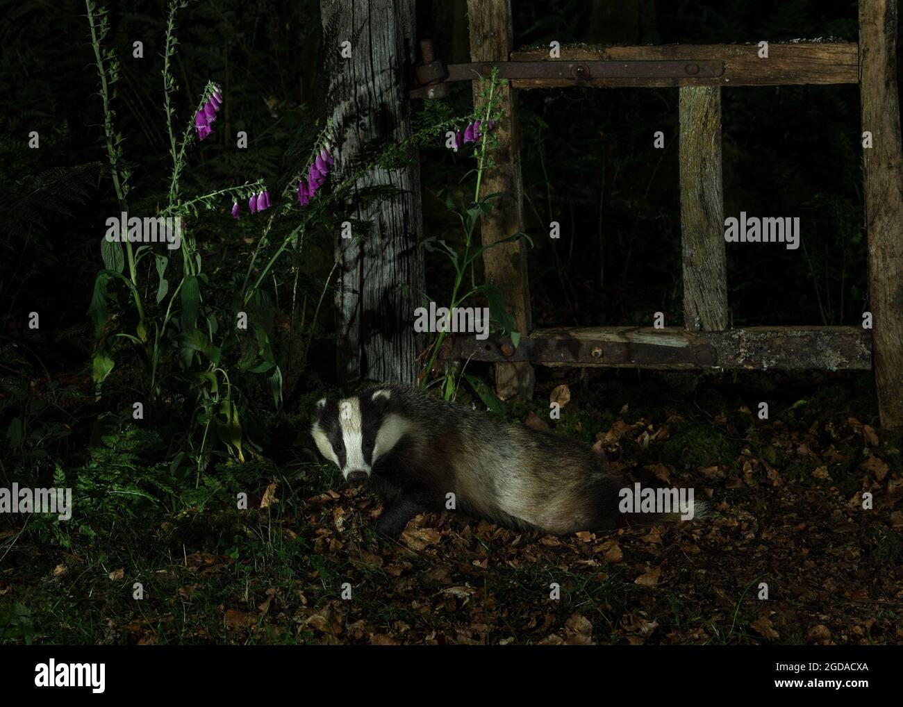 Badger (Meles meles), adult foraging around a woodland gate, Dumfries ...