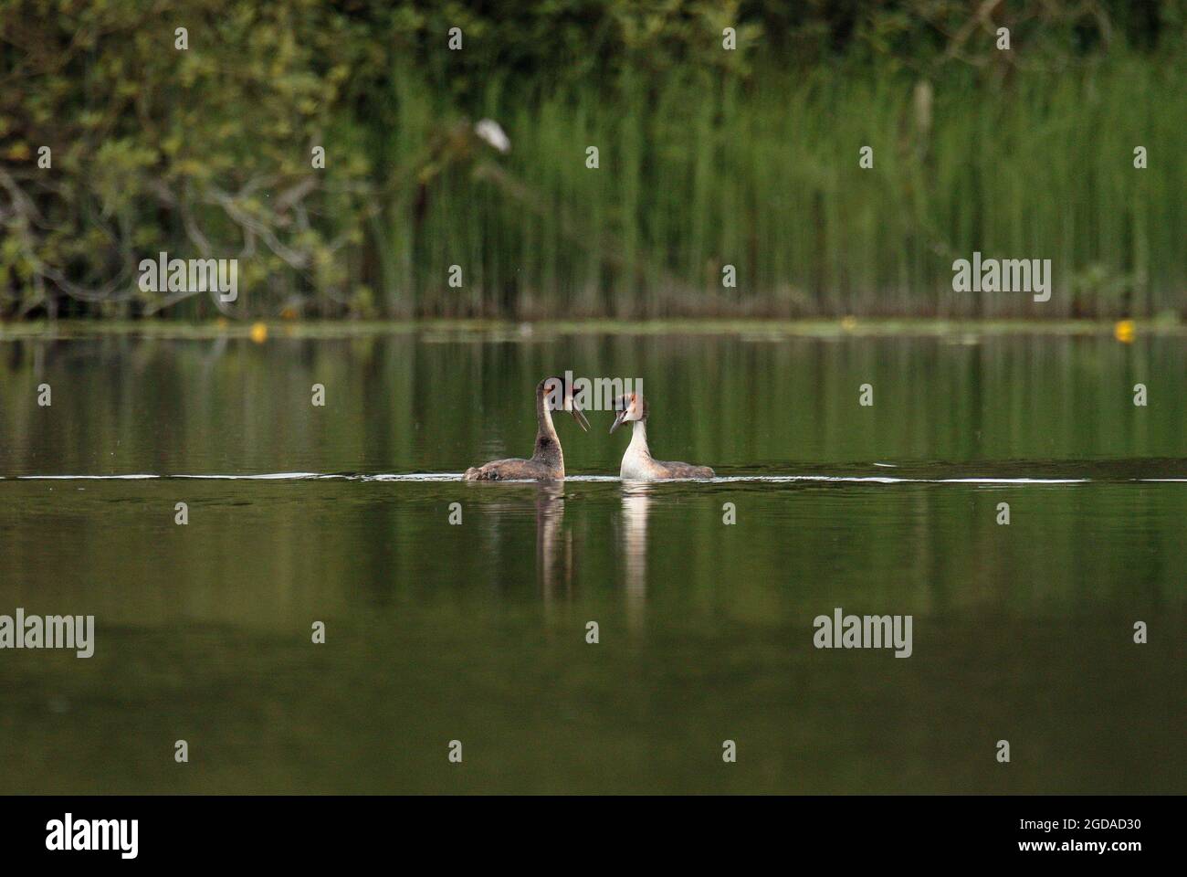 Great Crested Grebe courtship display Stock Photo - Alamy