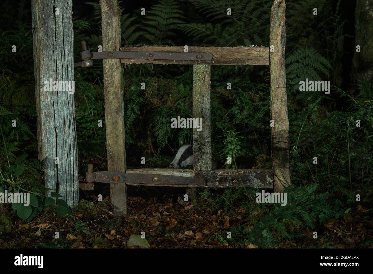 Badger (Meles meles), adult foraging around a woodland gate, Dumfries ...