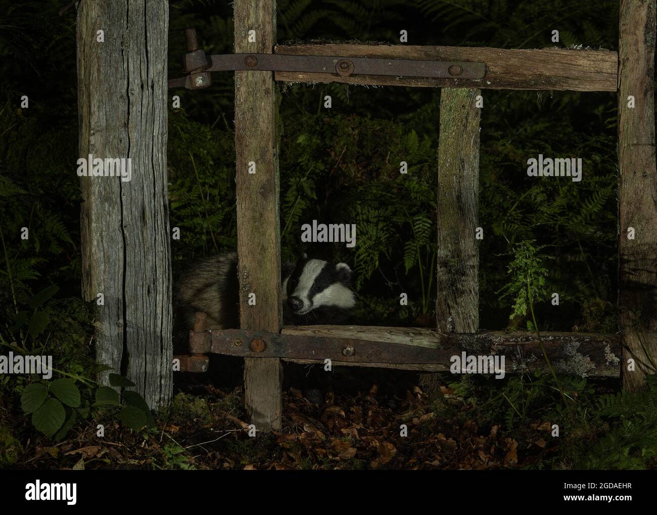Badger (Meles meles), adult foraging around a woodland gate, Dumfries ...