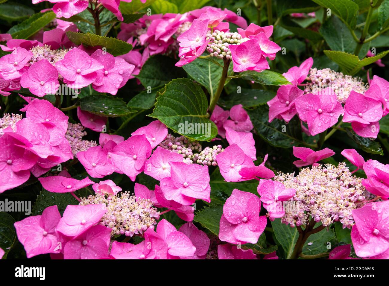beautiful pink flowers of hydrangea macrophylla also known as lacecap hydrangea and christmas ...