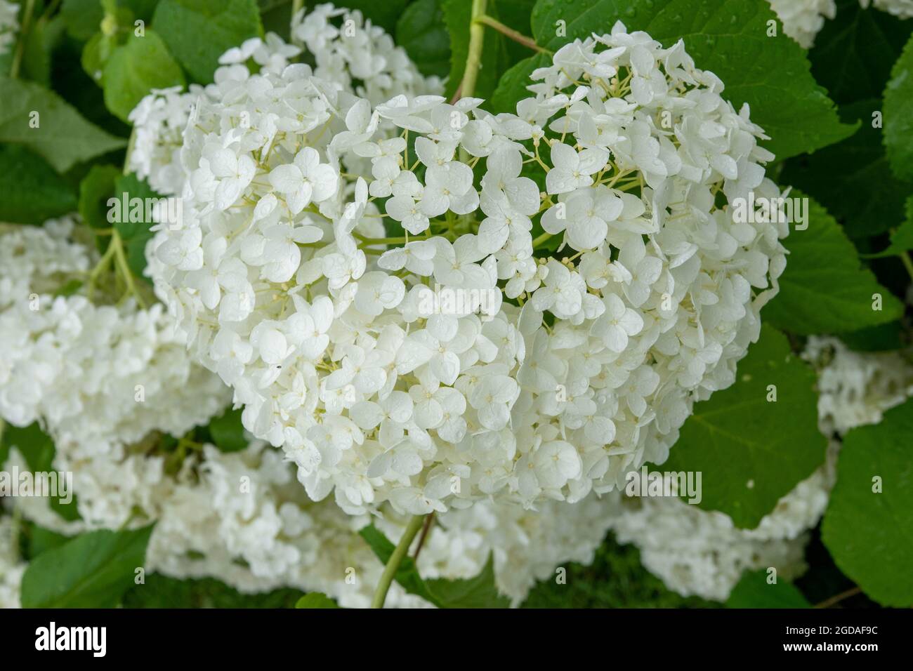 hydrangea arborsecens commonly known as smooth hydrangea wild hydrangea ...