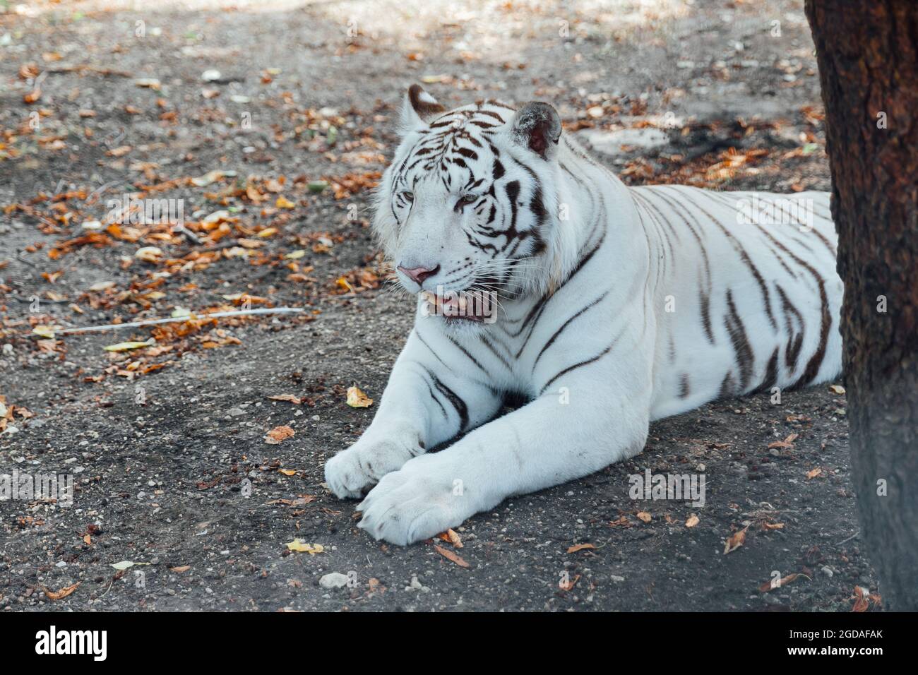beautiful white tiger resting in the shade of a tree Stock Photo - Alamy