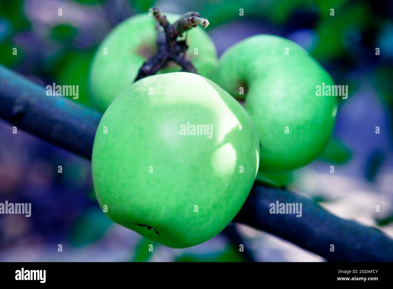 Three golden apples hi-res stock photography and images - Alamy