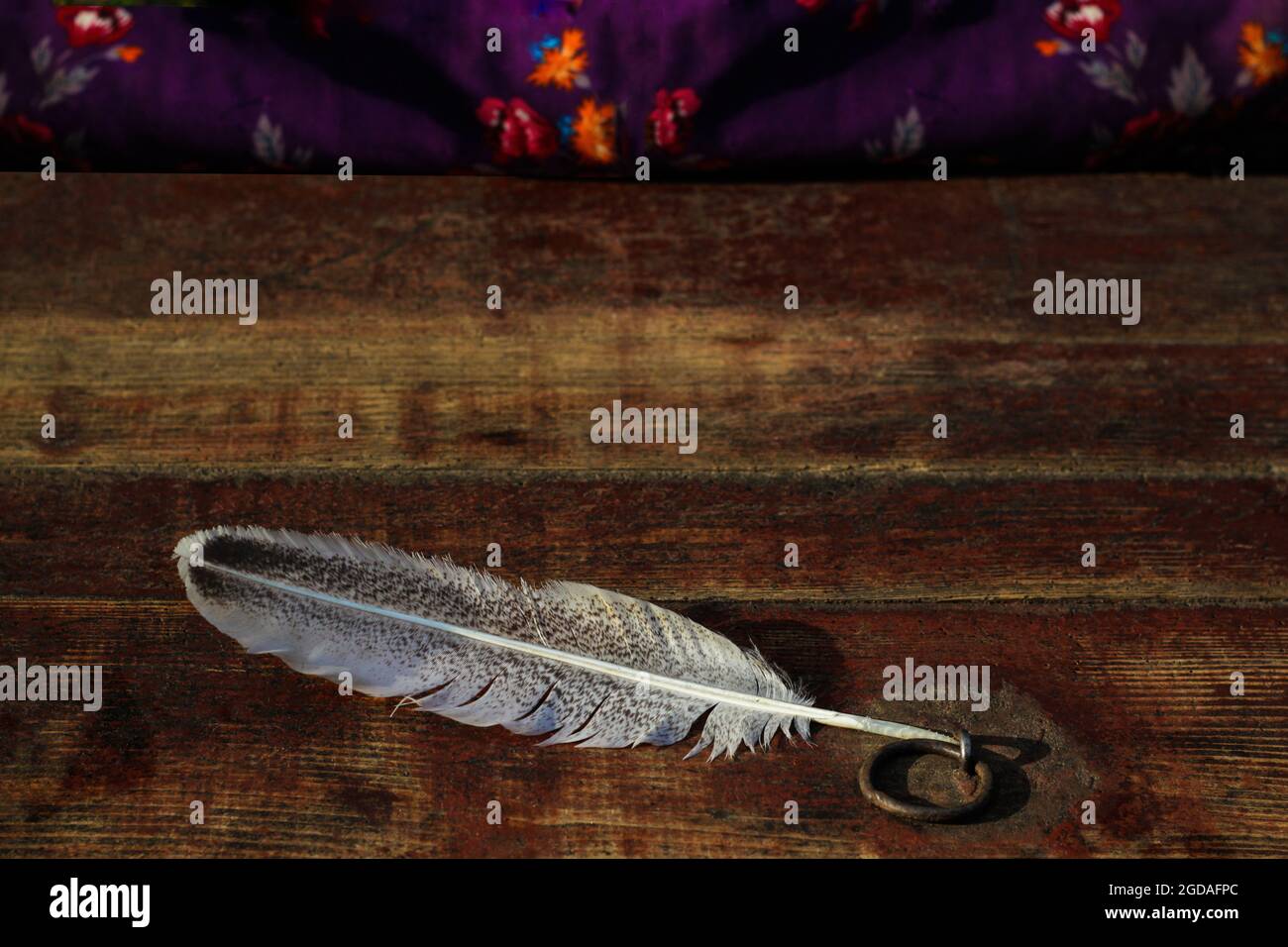 A goose feather on an aged antique dark old wood background. Quill pen ...