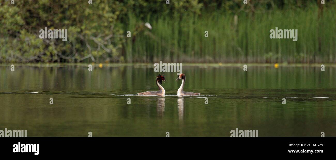 Great Crested Grebe courtship display Stock Photo - Alamy