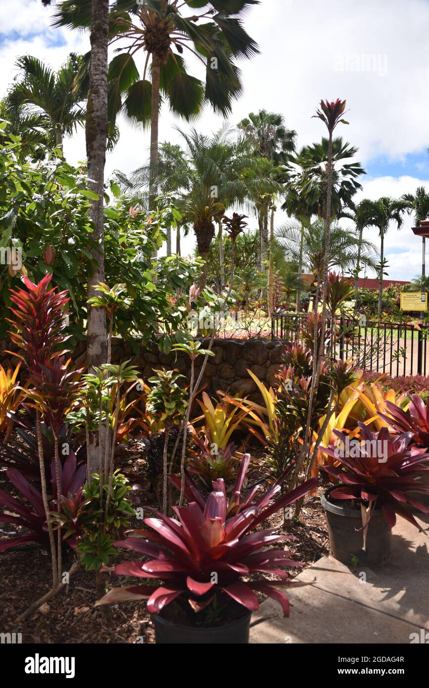 Dole plantation pineapple maze hi-res stock photography and images - Alamy