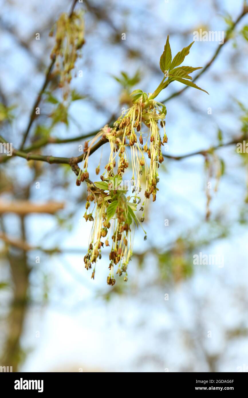 Beautiful spring leaves on tree outdoors Stock Photo - Alamy