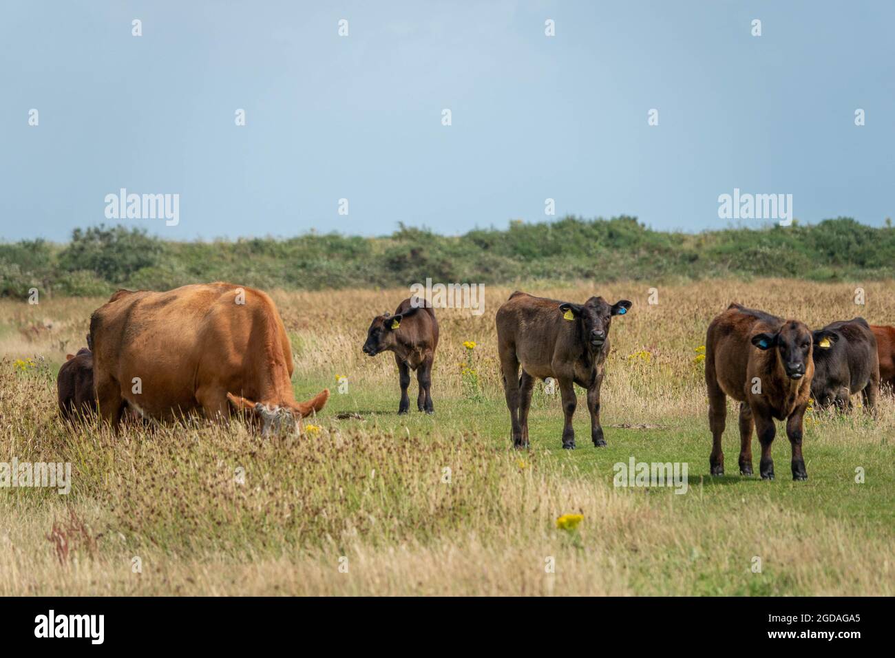 pretty brown cows standing on the footpath across a wild flower meadow ...
