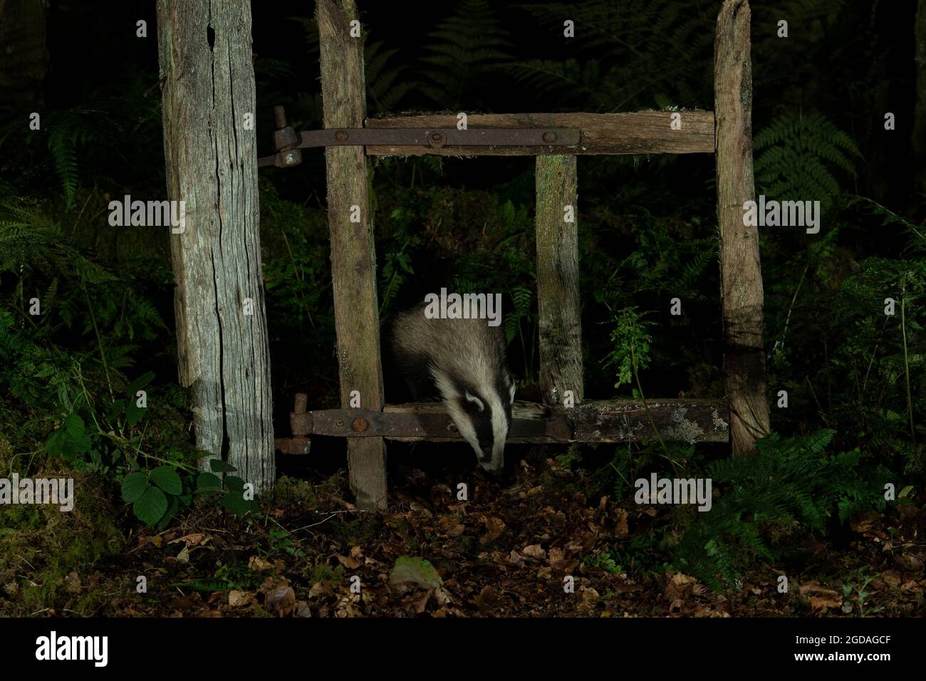 Badger (Meles meles), adult foraging around a woodland gate, Dumfries ...