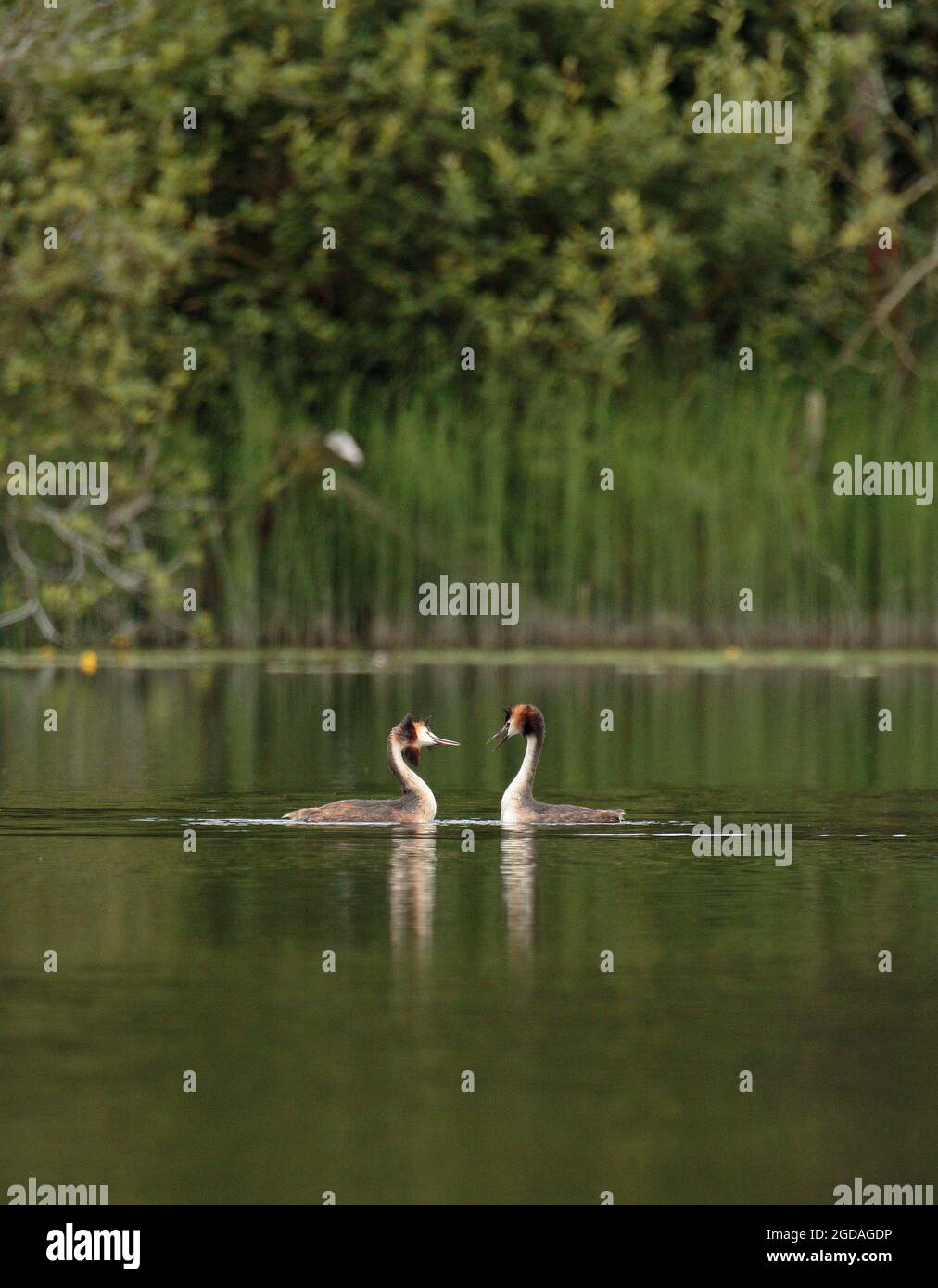 Great Crested Grebe courtship display Stock Photo - Alamy