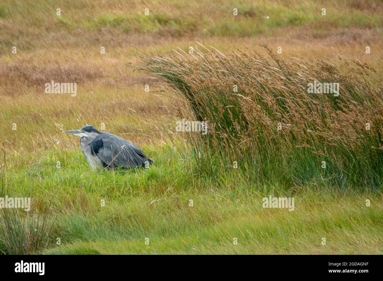 the Heron Britain's tallest bird sheltering from the wind Stock Photo ...