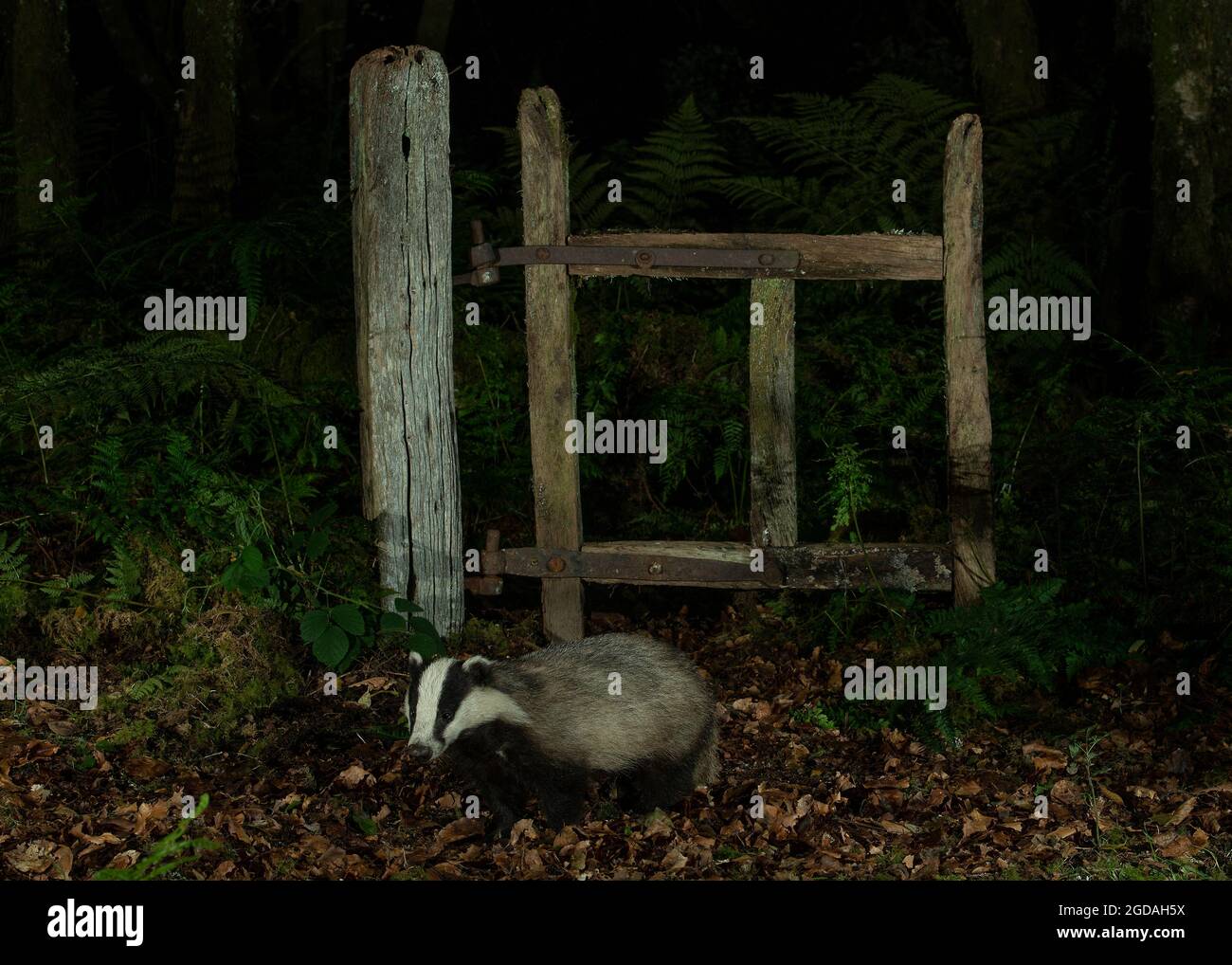 Badger (Meles meles), adult foraging around a woodland gate, Dumfries ...