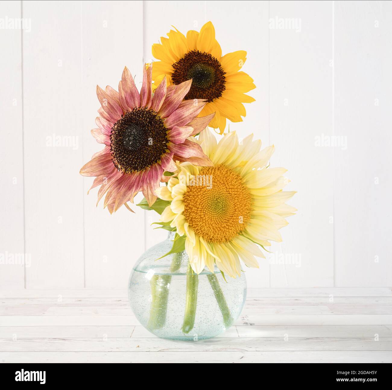 Different types of sunflowers hi-res stock photography and images - Alamy