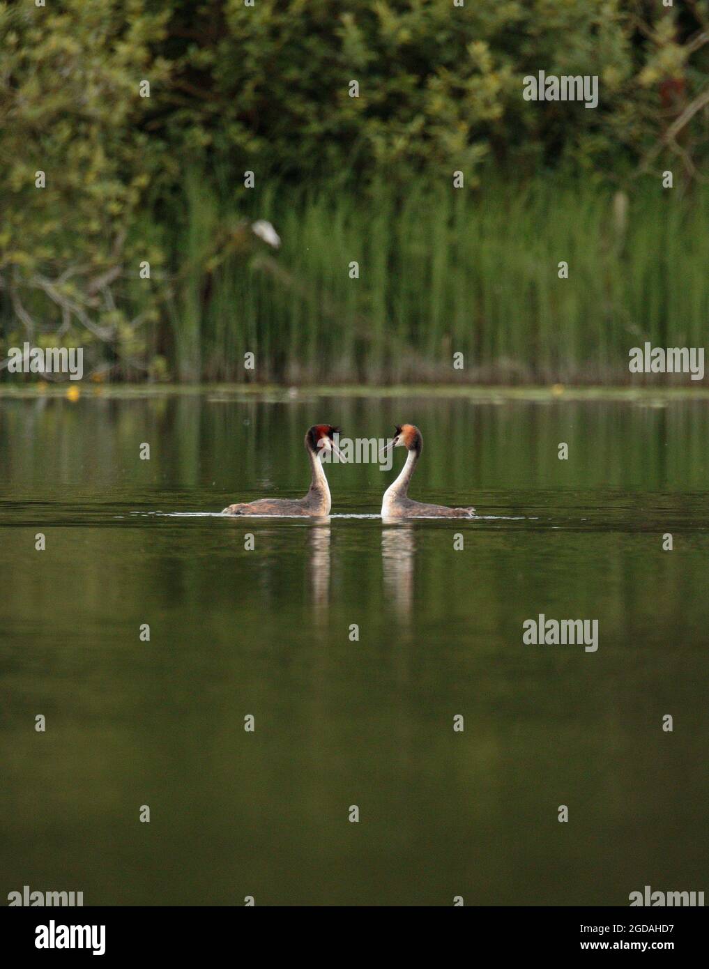 Great Crested Grebe courtship display Stock Photo - Alamy