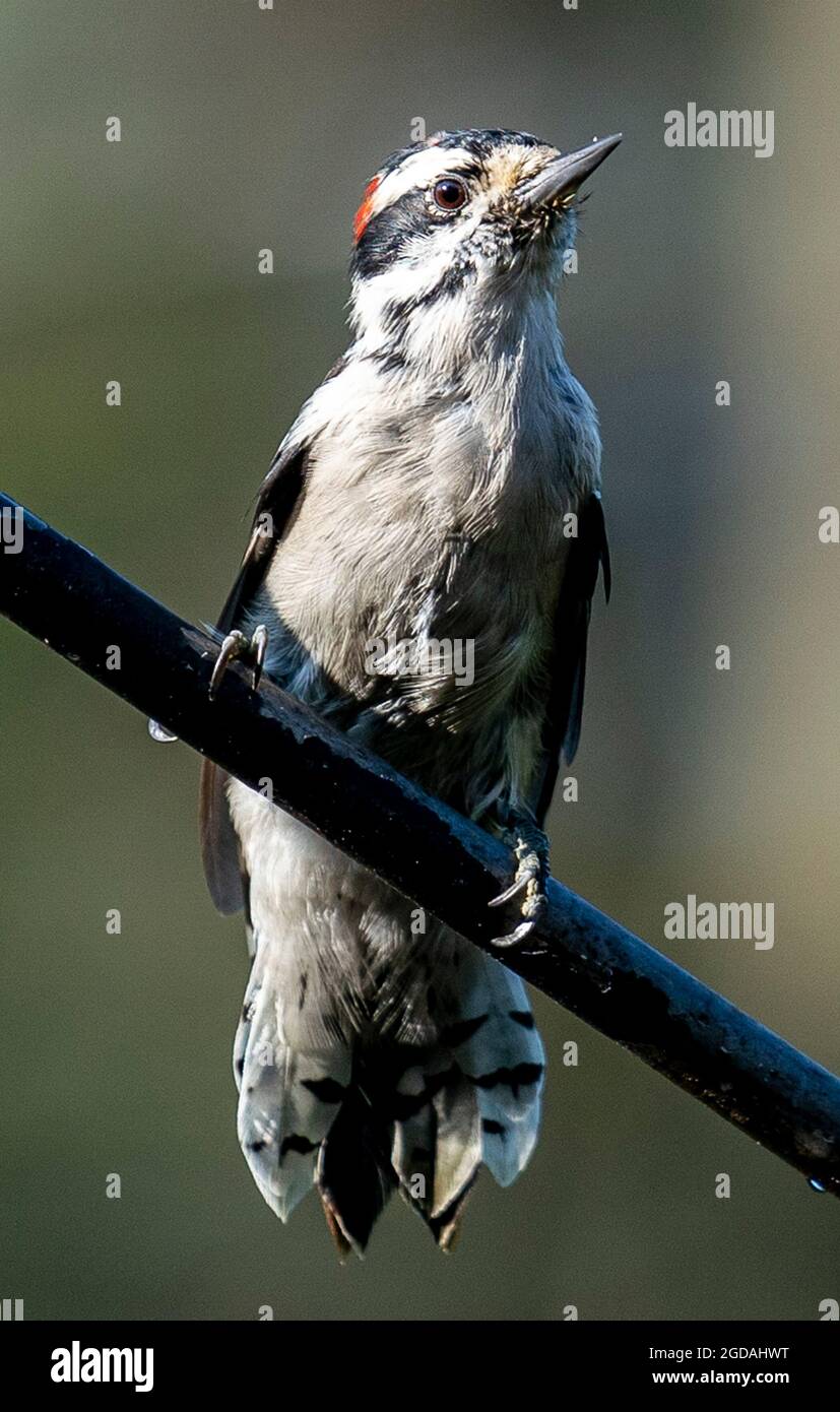 Downy Woodpecker on a high perch Stock Photo - Alamy