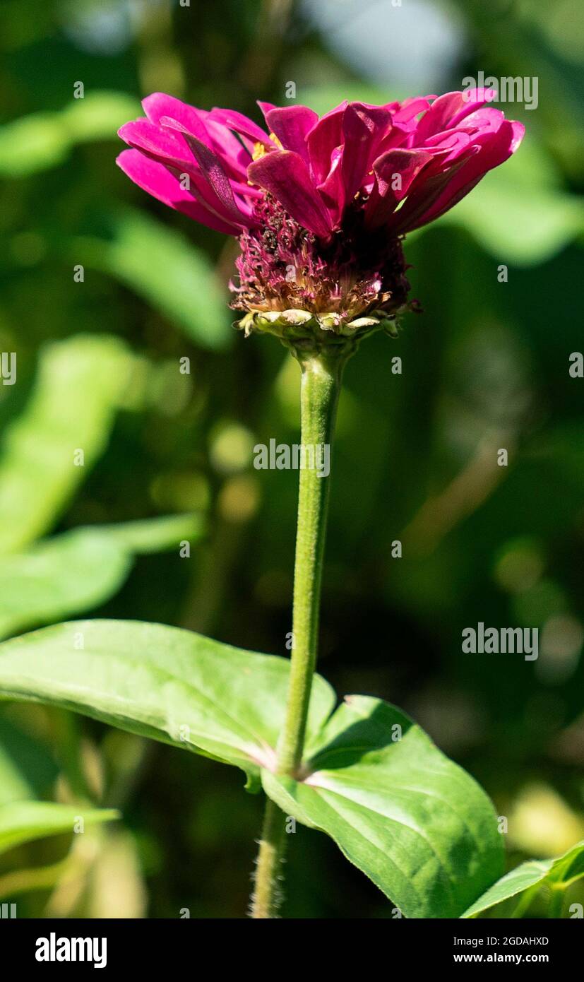 Tall cosmos hi-res stock photography and images - Alamy