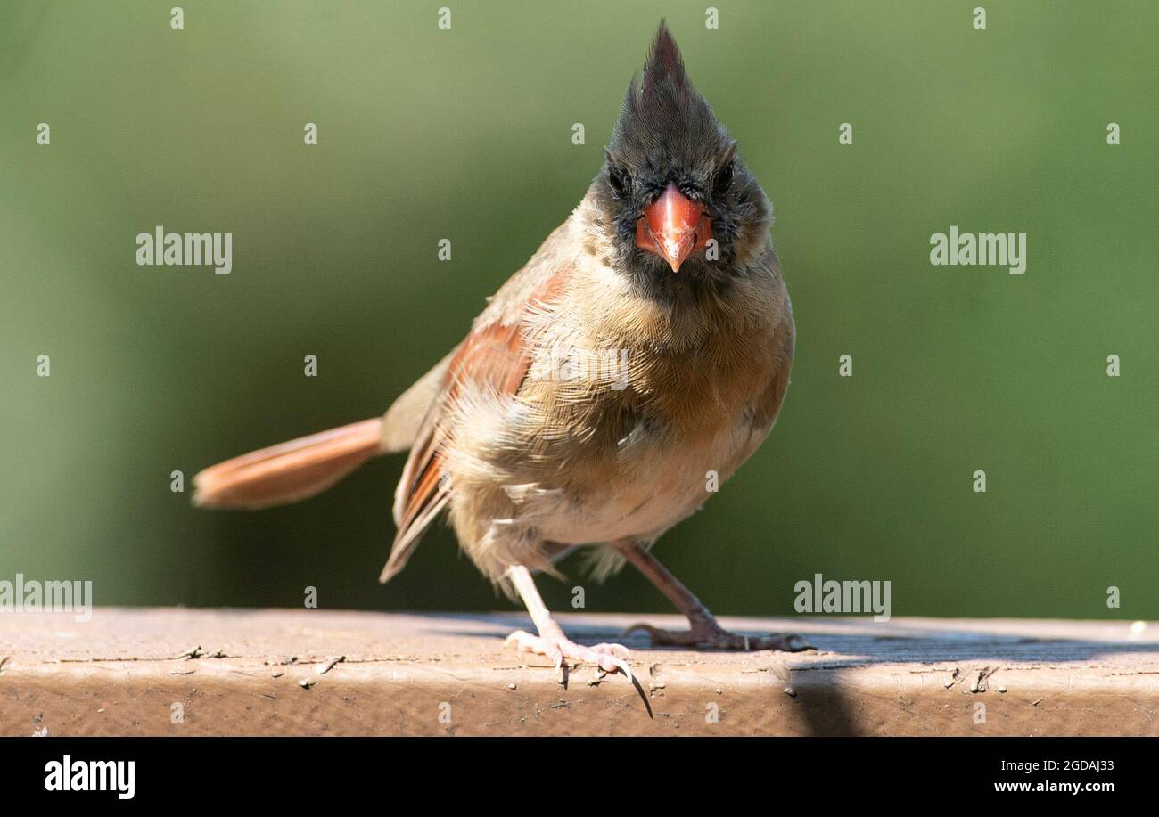Northern Cardinal coming out of the shadows on the backyard deck Stock ...