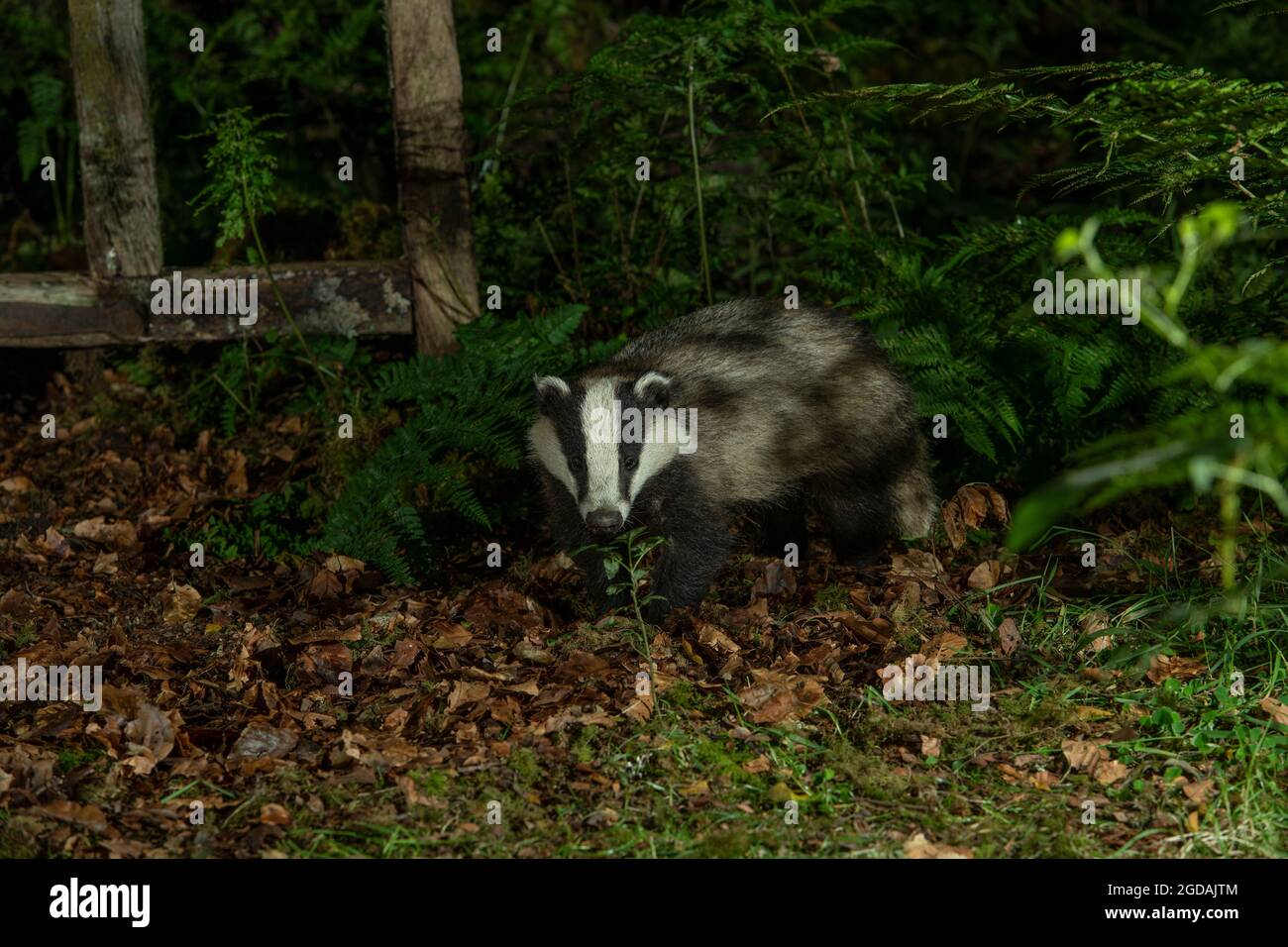Badger (Meles meles), adult foraging around a woodland gate, Dumfries ...